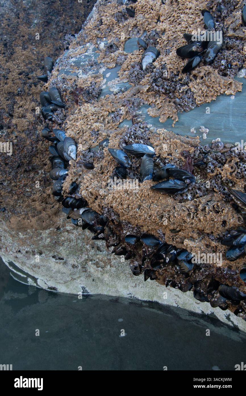 Honeycomb reef worms hi-res stock photography and images - Alamy