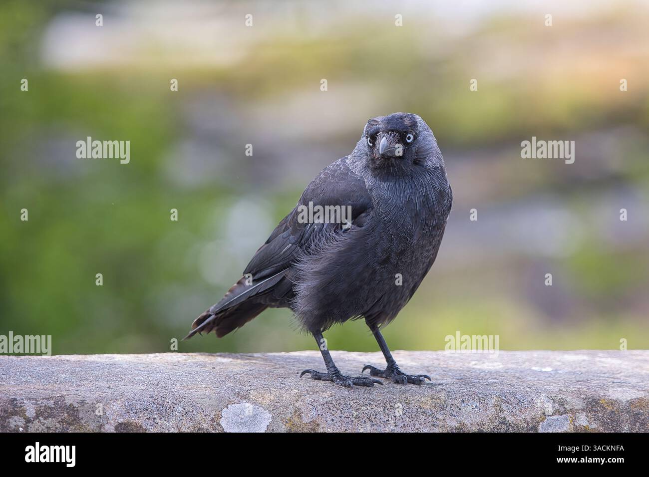 The western jackdaw, Coloeus monedula, sitting on a stone wall Stock ...