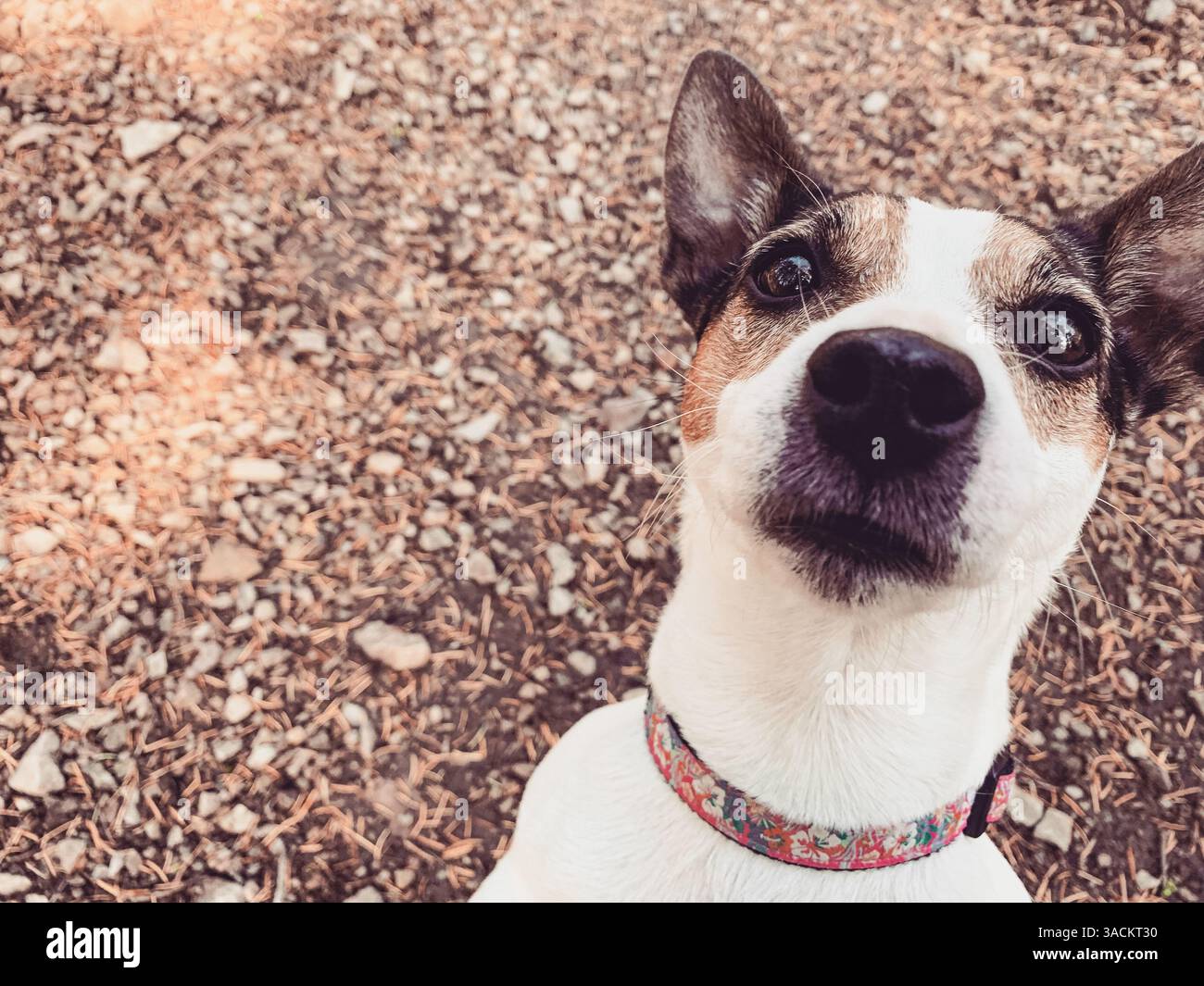 Close up view of a Jack Russell Terrier dog standing on two legs ...