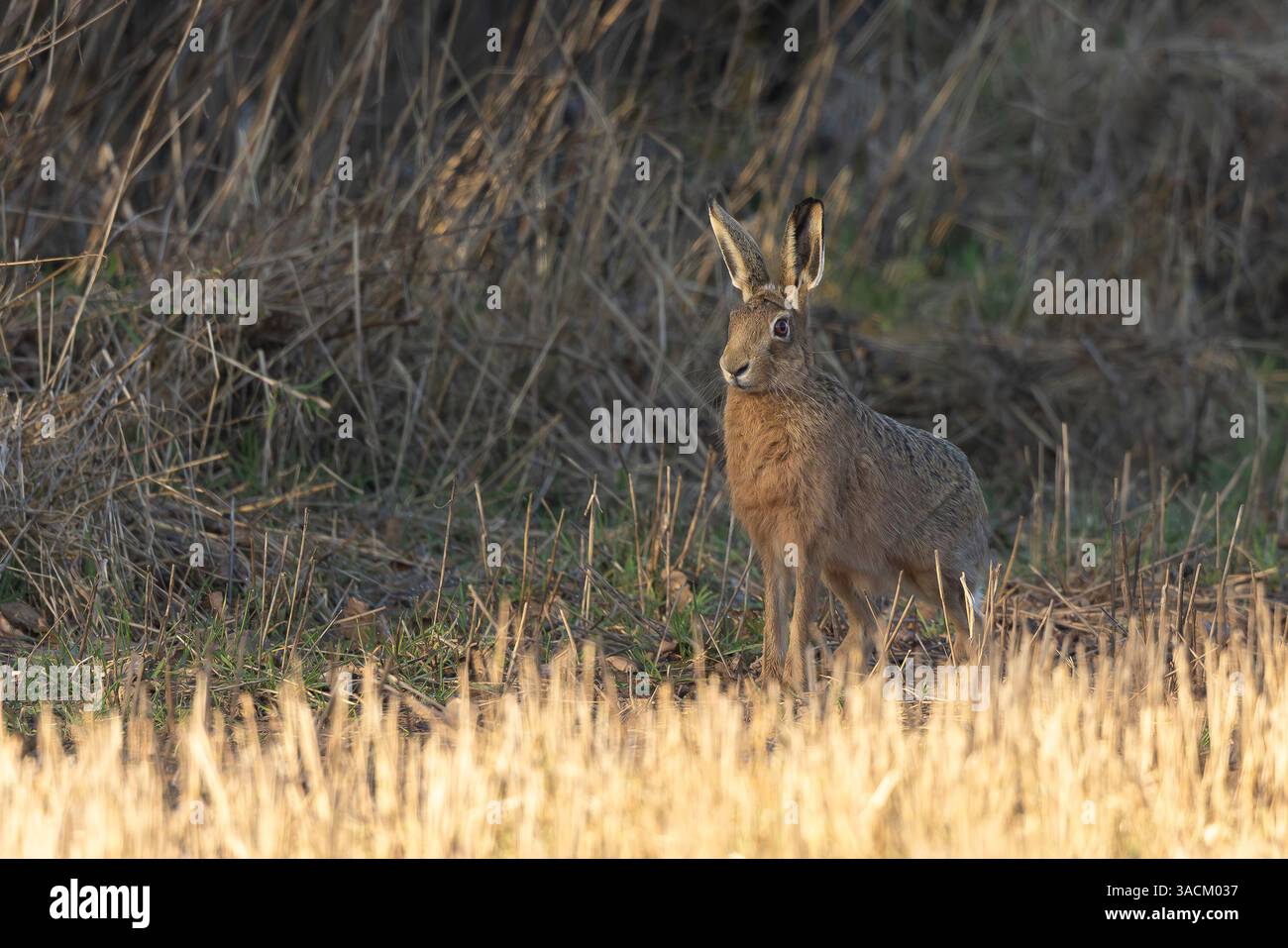 Side view of a wild hare in an alert stance on the edge of a cropped ...