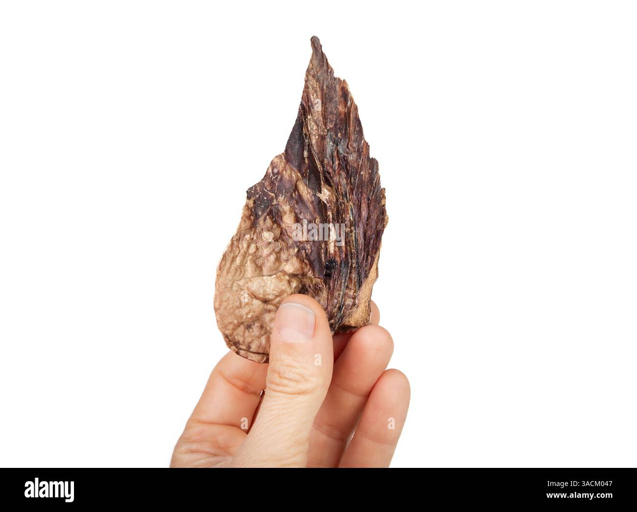 Dehydrated beef lung held by hand. Single protein dog treat or snack ...