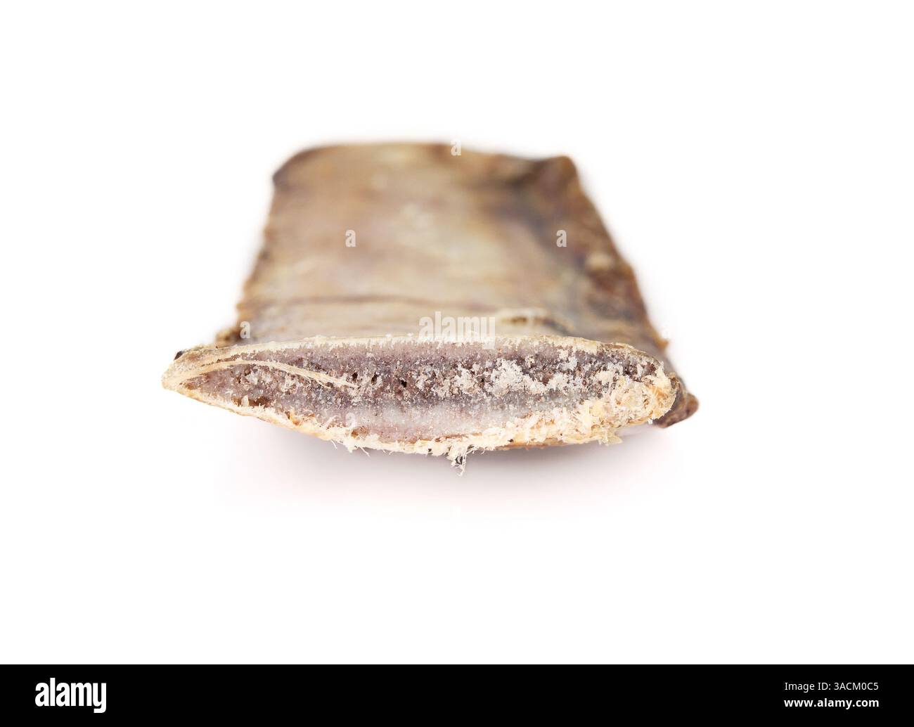 Dog beef bone for dog dental health and chew fun. Front view of center ...