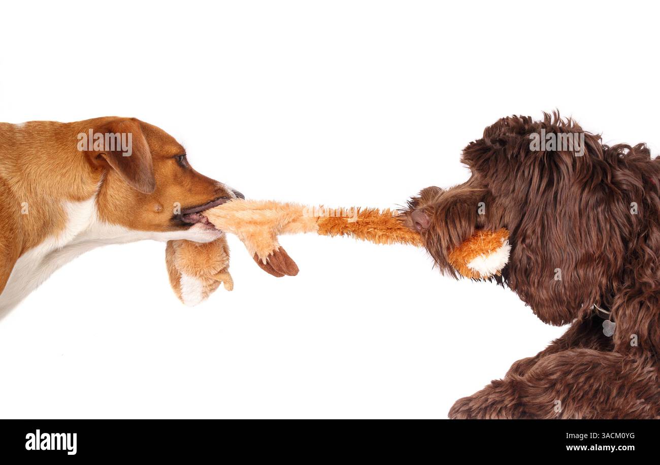 Two dogs play tug-of-war with long fluffy toy. 2 bonded puppy dog ...