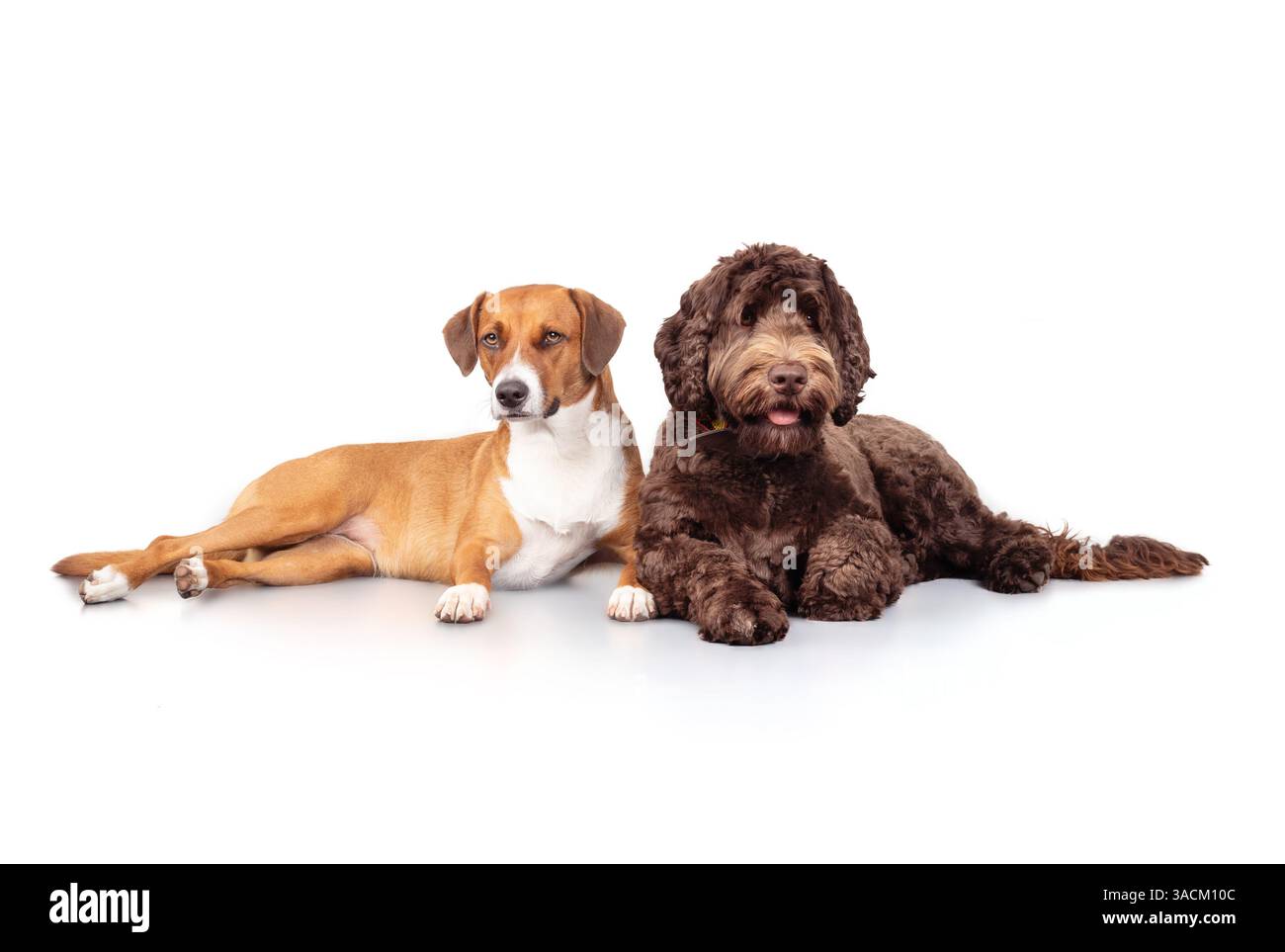 Isolated dogs lying side by side. Two puppy dog friends taking a break ...