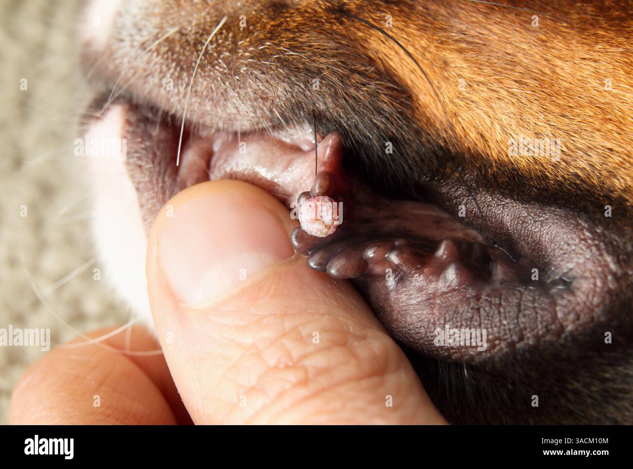 Oral wart on dog lips or canine oral papilloma. Examination by pet ...