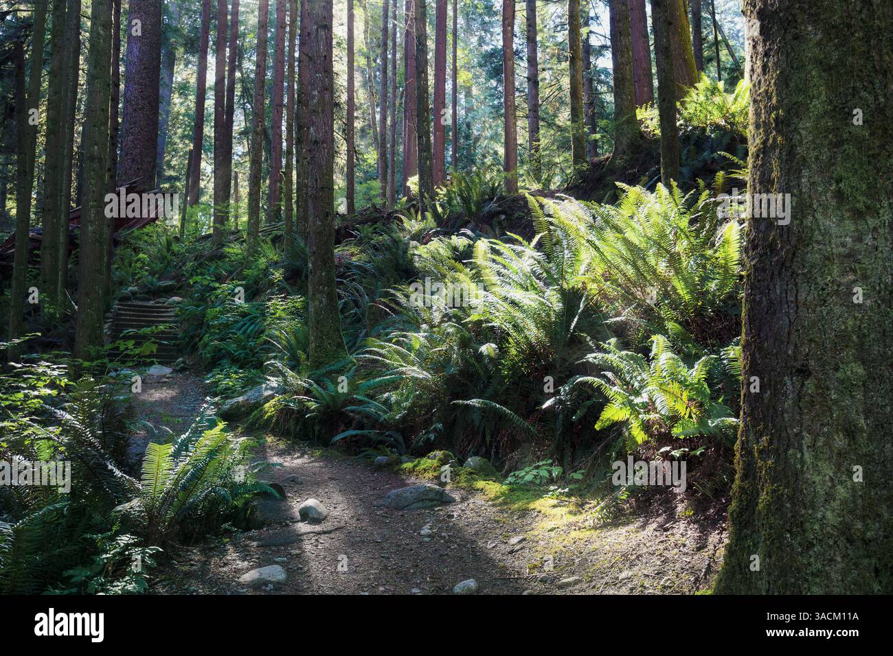 BC hiking trail in forest during the summer. Pathway with tall trees ...