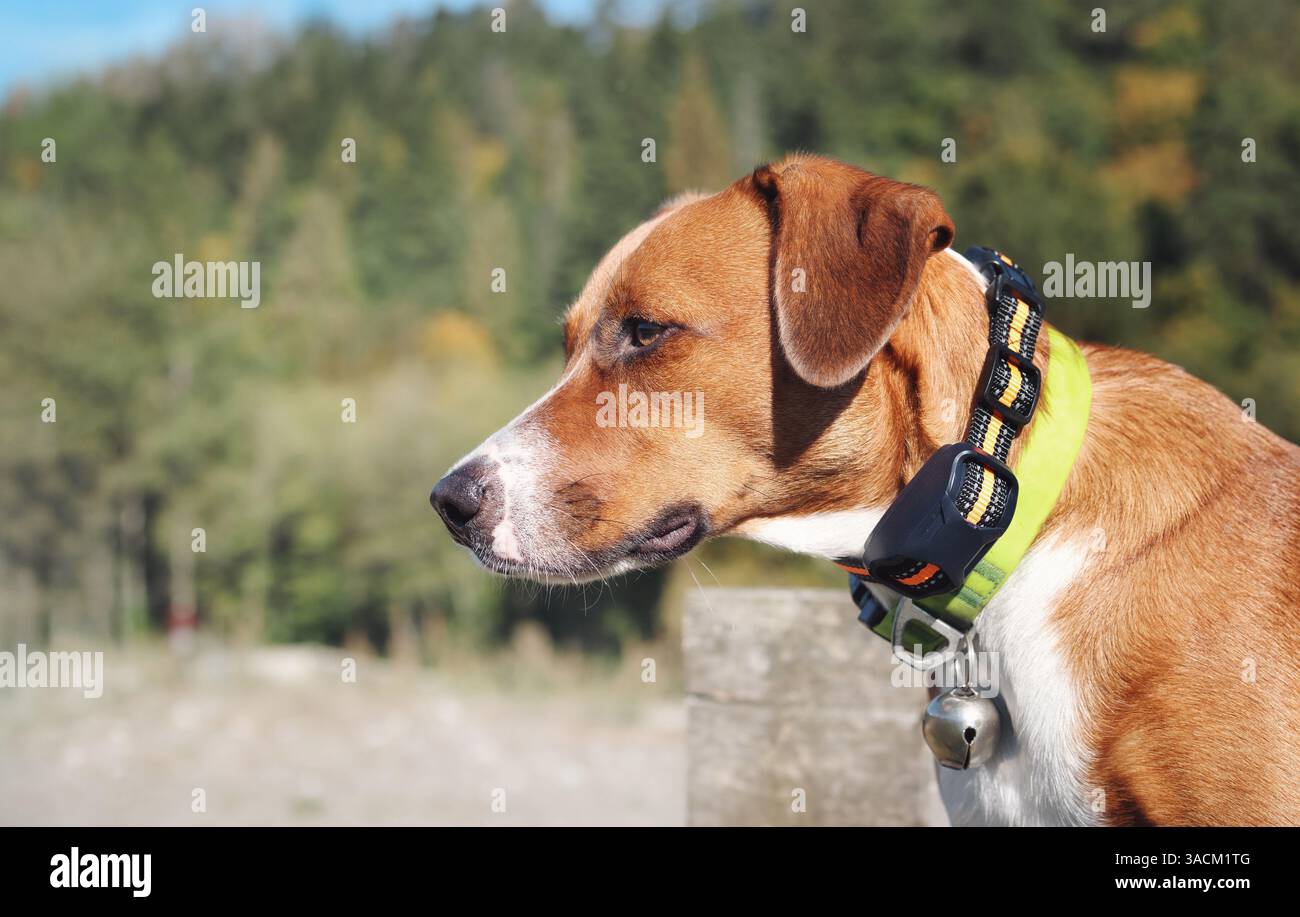 Dog with training collar and bear bell in front of defocused nature ...