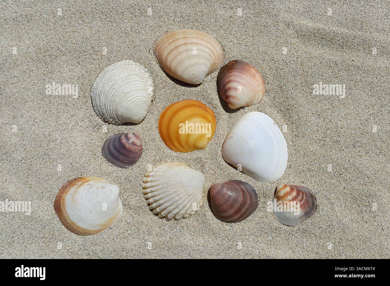 Sea shells on the sand background Stock Photo - Alamy