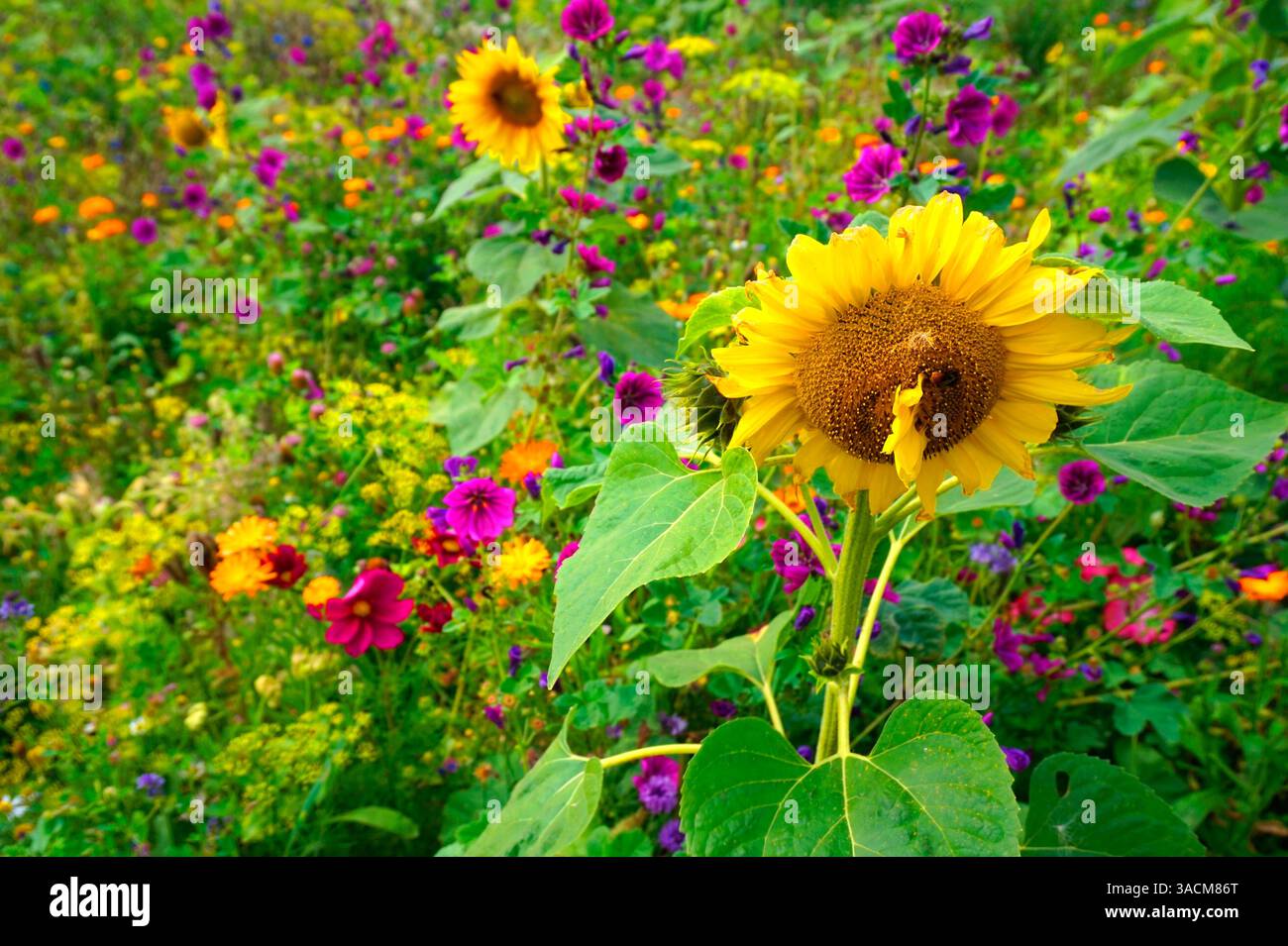 Wildflowers in a meadow with lots of colorful flowers for insects Stock ...
