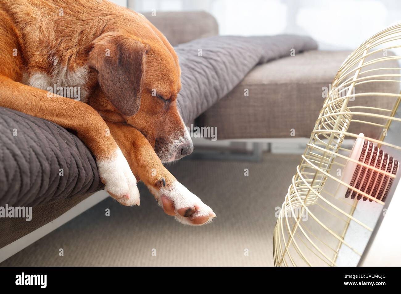 Dog in front of heater. Side view of cute puppy dog sleeping close to ...