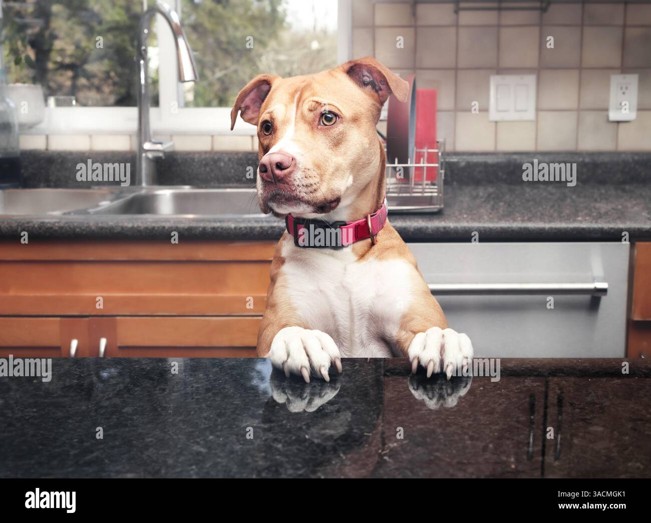 Dog curious counter hi-res stock photography and images - Alamy