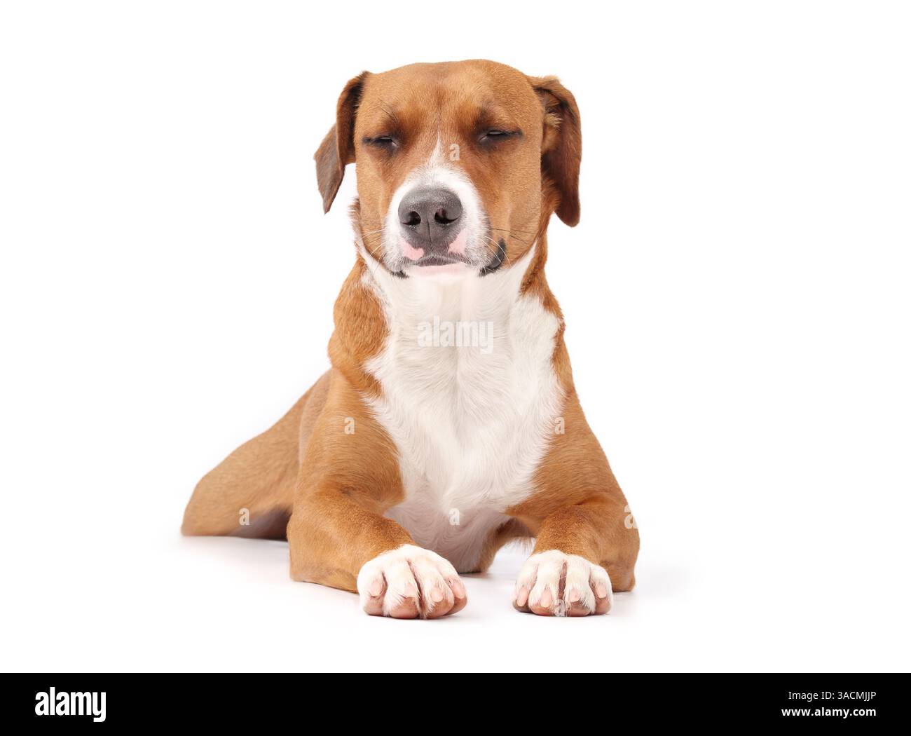 Isolated dog sleeping with paws stretched out. Relaxed puppy dog in ...