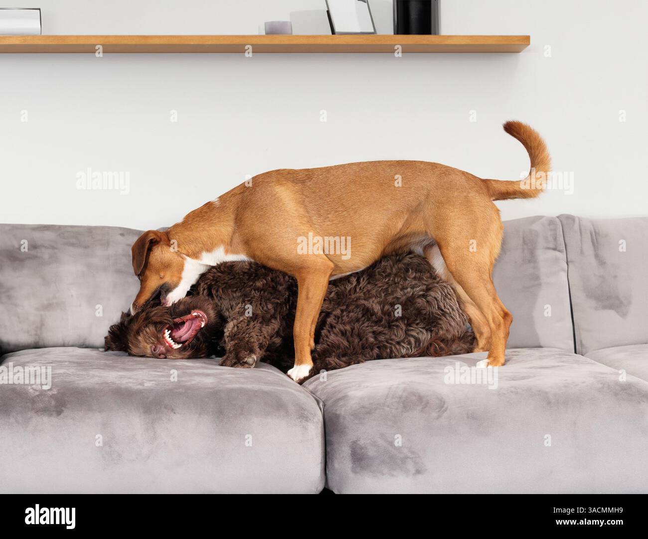 Two dogs playing rough on sofa. Bonded puppy dog friends play fighting ...
