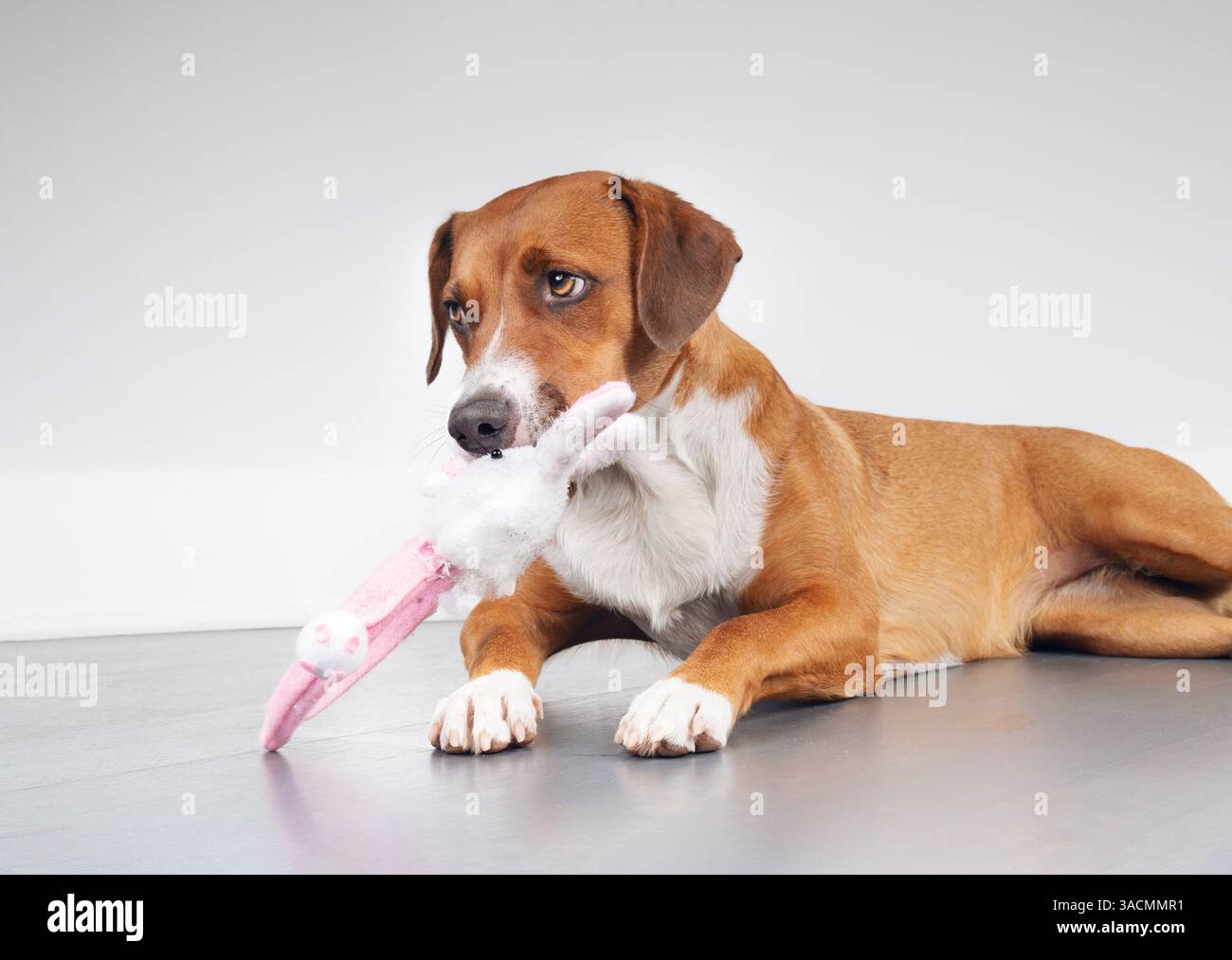 Dog with easter bunny toy in mouth on gray background. Cute puppy dog ...