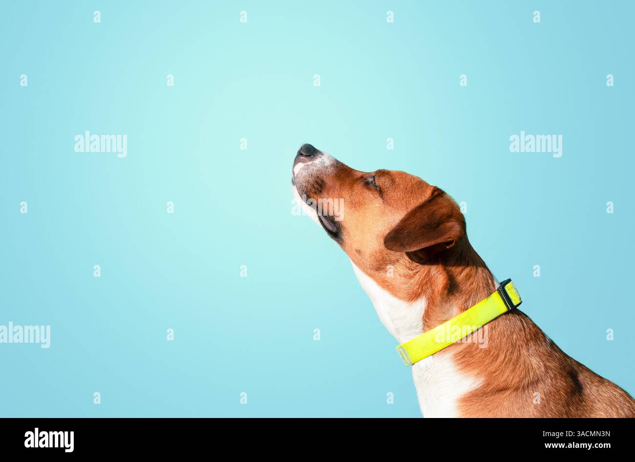 Puppy dog smelling something with head tilted up on colored background ...