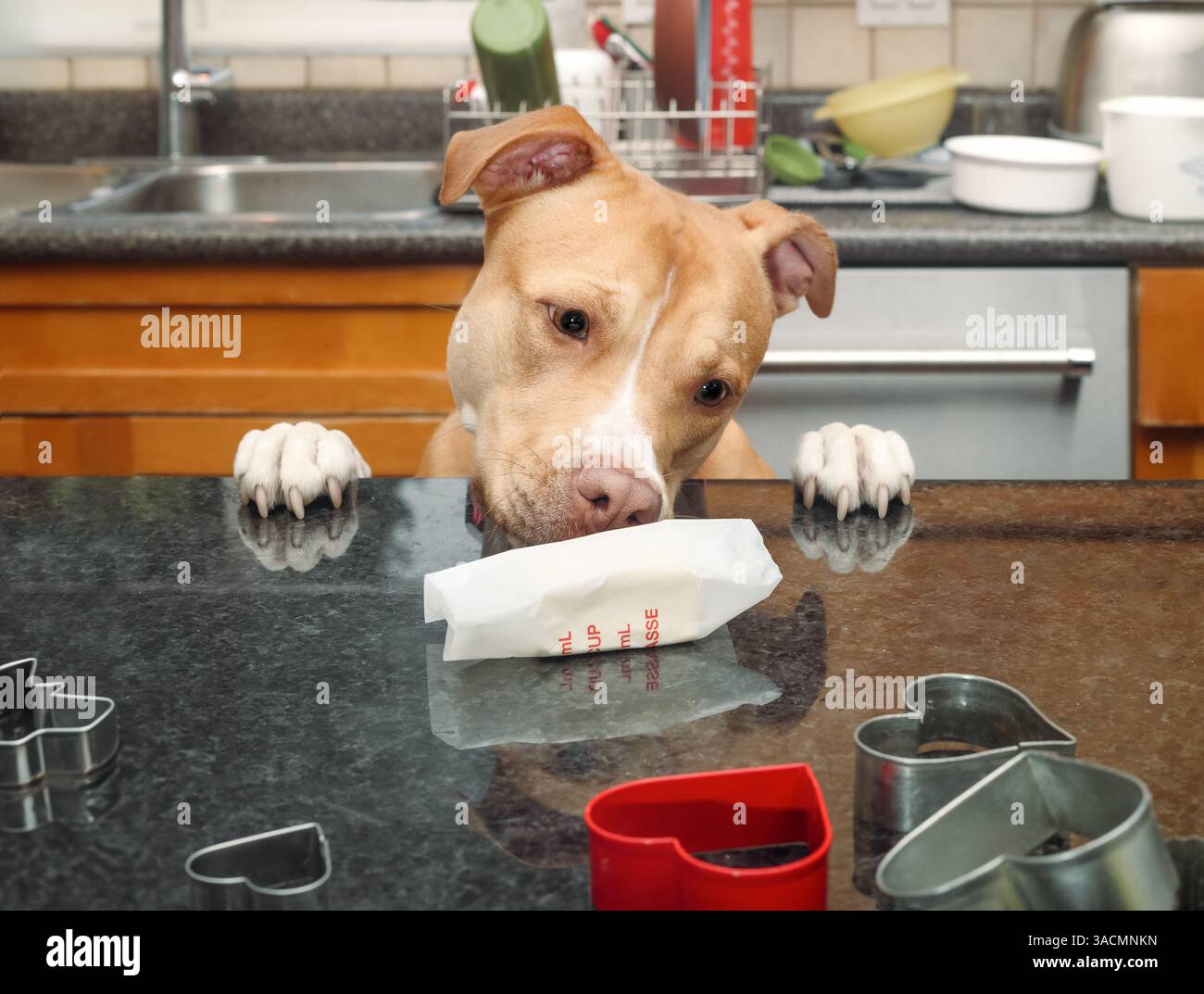 Curious dog counter surfing on kitchen island. Front view of puppy dog ...