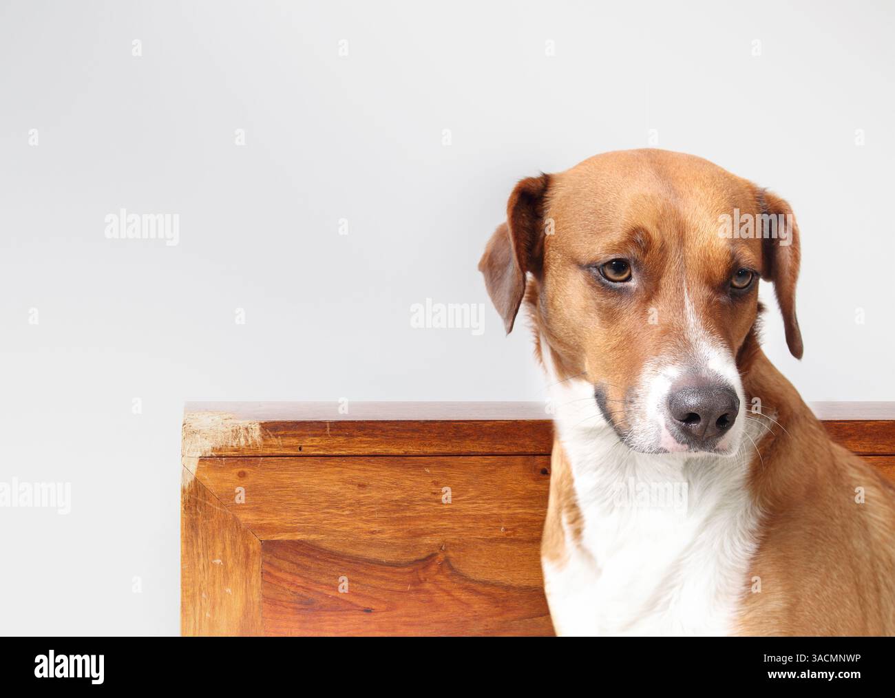 Dog sitting in front of chewed wood chest. Puppy dog looking guilty or ...