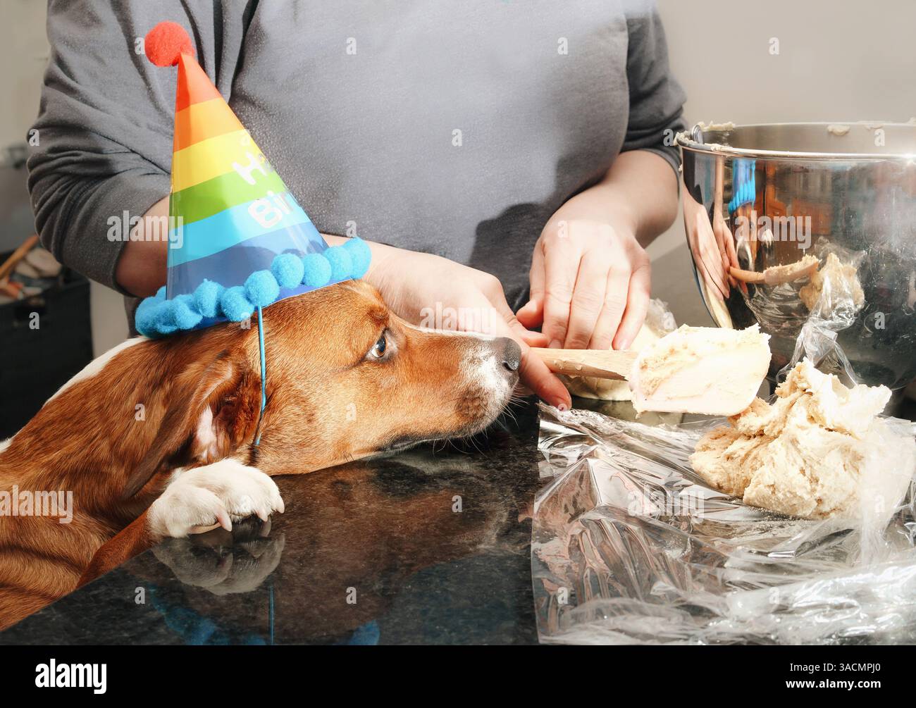 Cute dog preparing cookies with owner. Puppy dog with paws on kitchen ...