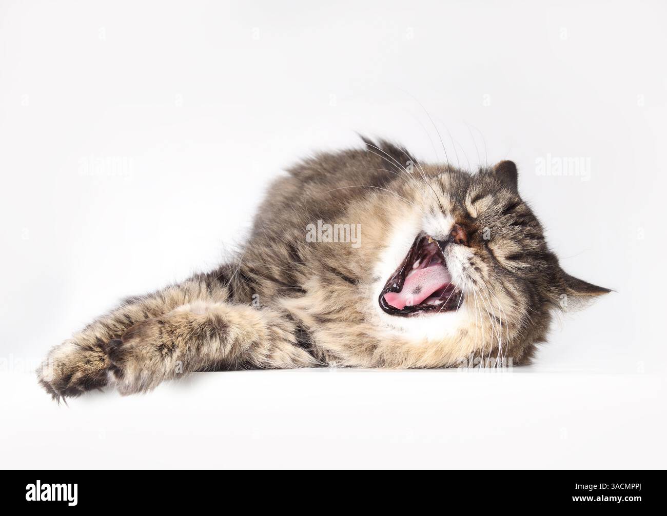 Toothless cat yawing with mouth wide open while lying on floor. Pet ...