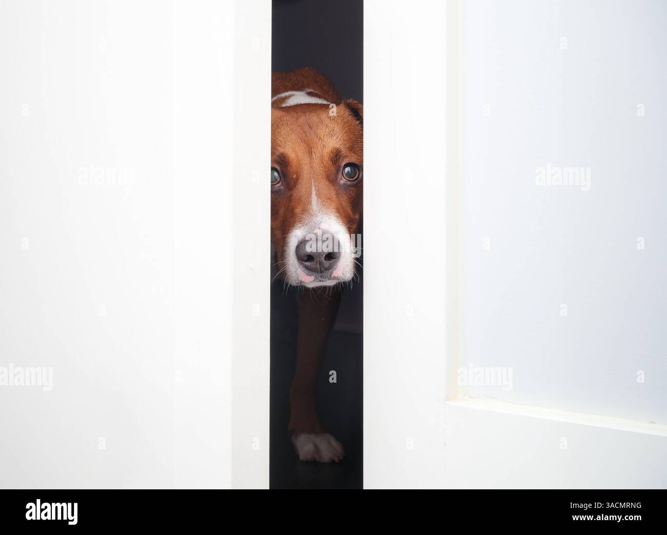 O adopt hi-res stock photography and images - Alamy