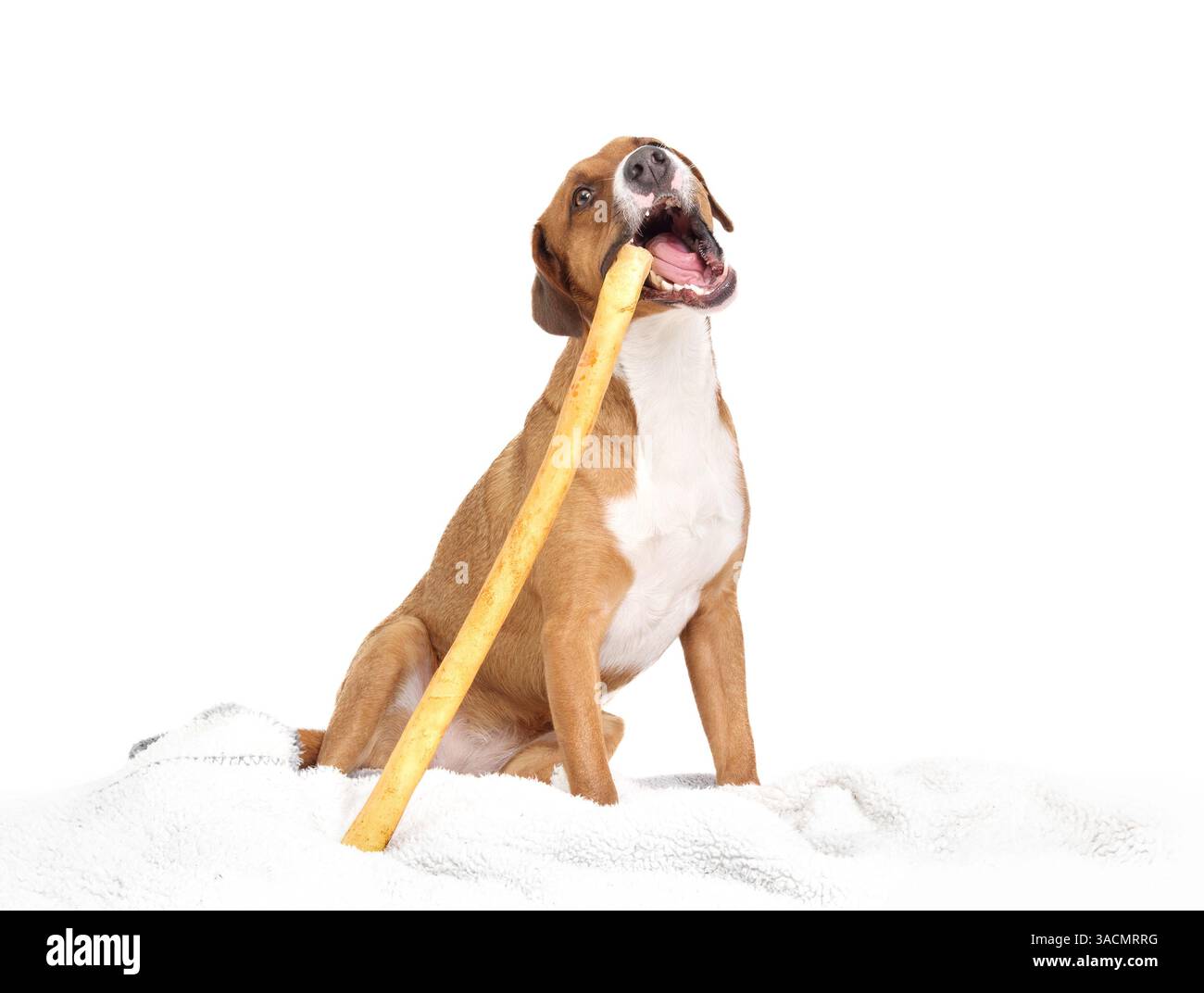 Happy dog chewing rawhide chew stick while sitting. Cute puppy dog ...