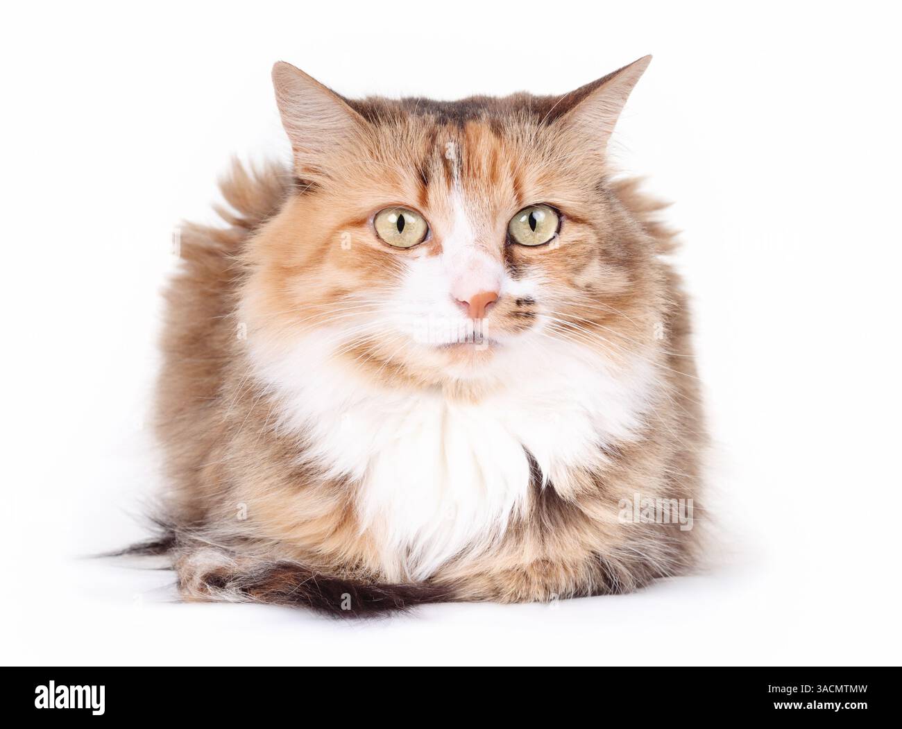 Isolated cat lying with legs tucked under body while looking at camera ...