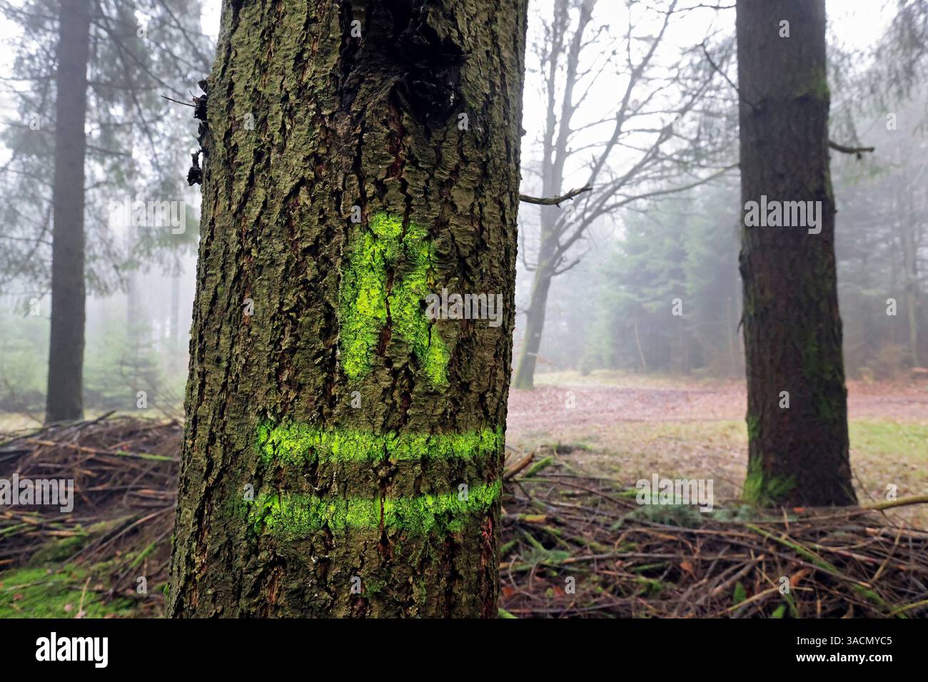 Logging timber management marking hi-res stock photography and images ...