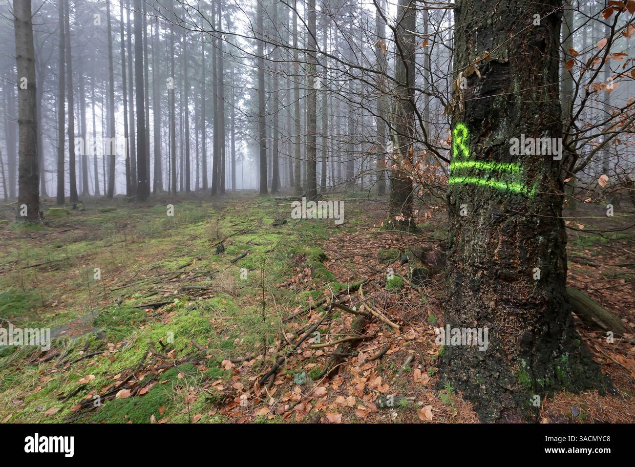 Tree marking for forestry Stock Photo - Alamy