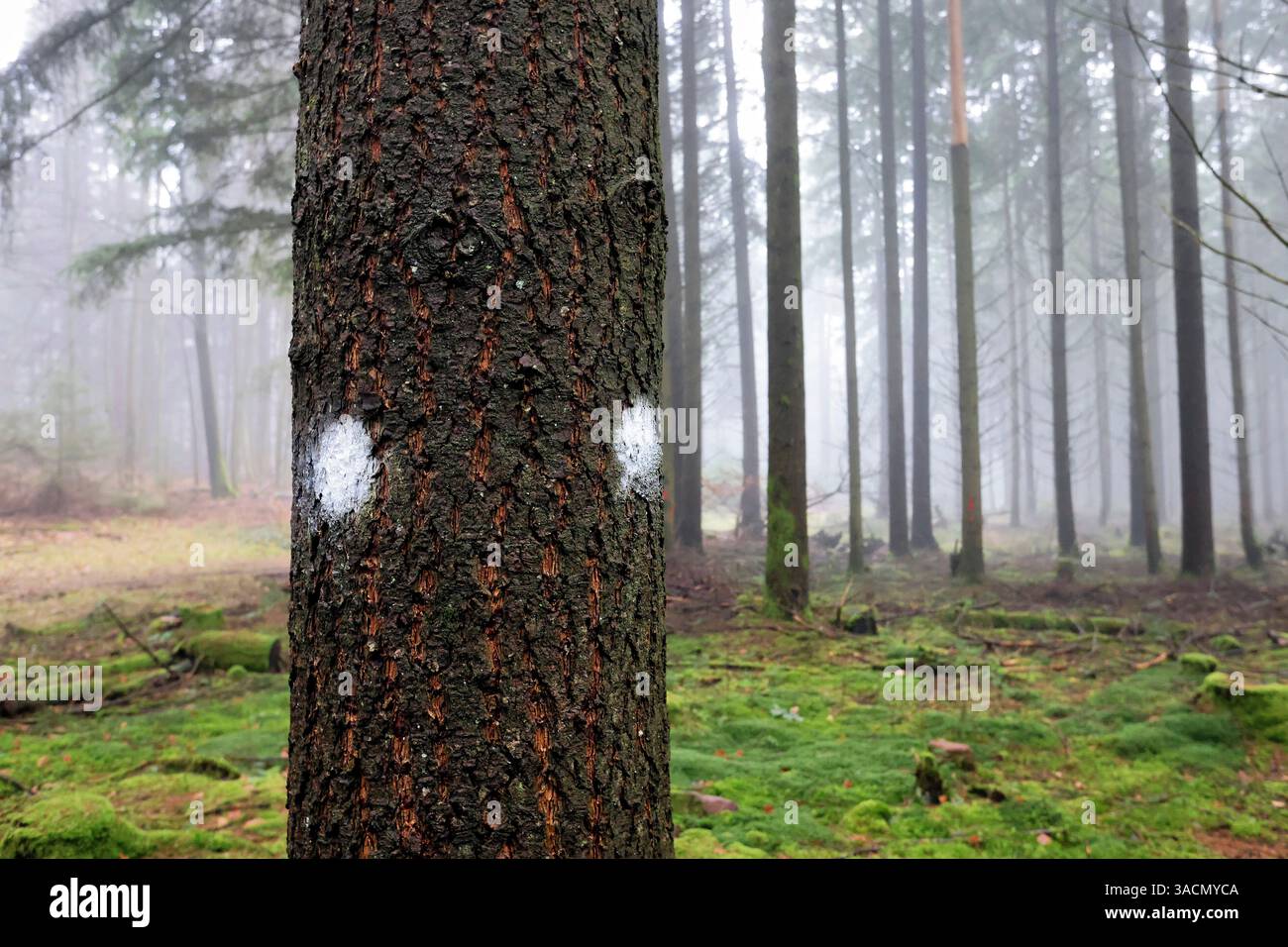 Tree marking for forestry Stock Photo - Alamy