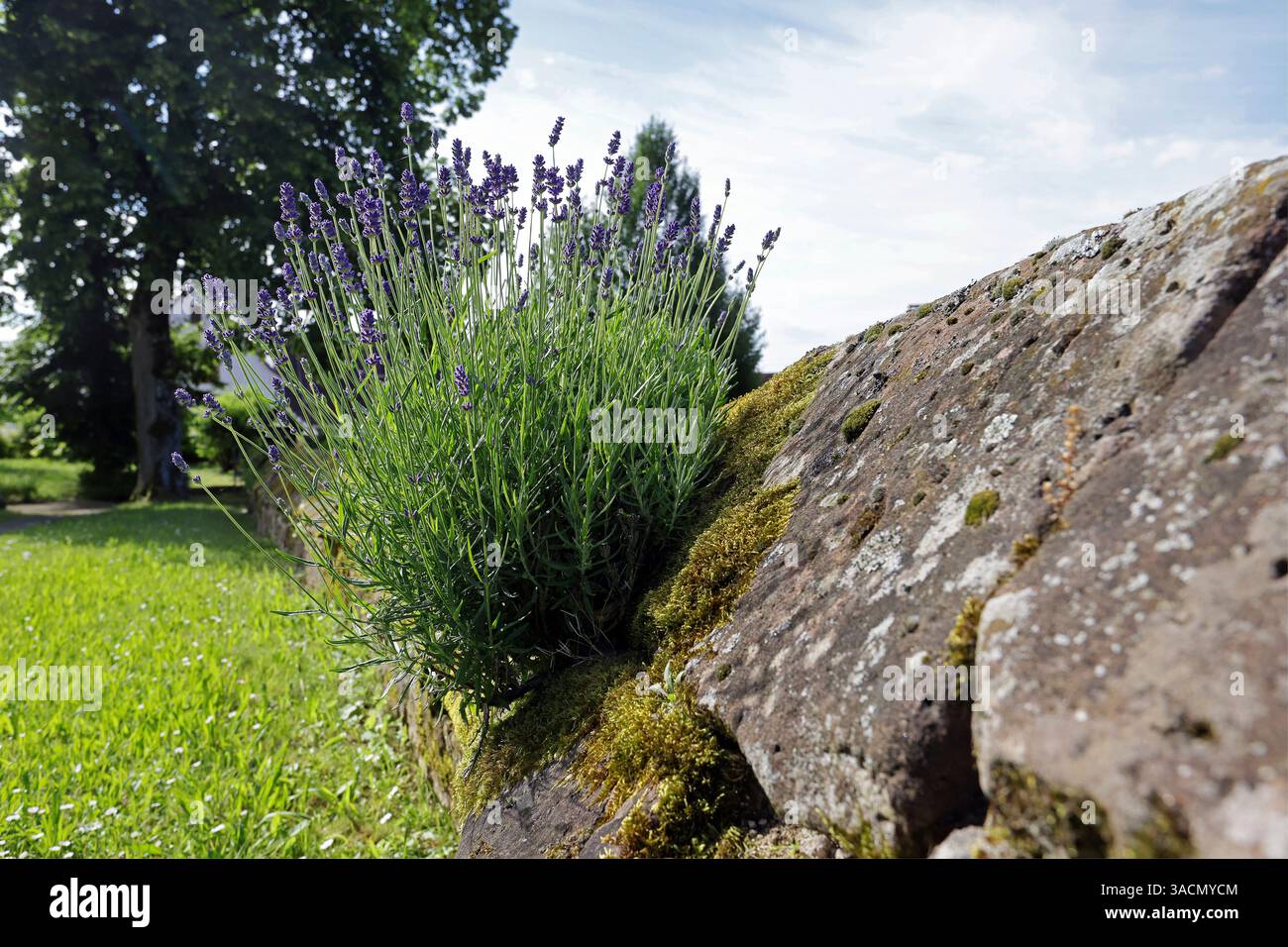 Lavender on a stone wall hi-res stock photography and images - Alamy