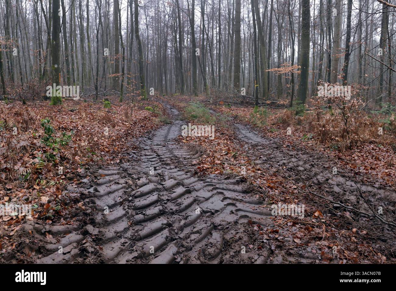 Profile tracks on forest hi-res stock photography and images - Alamy