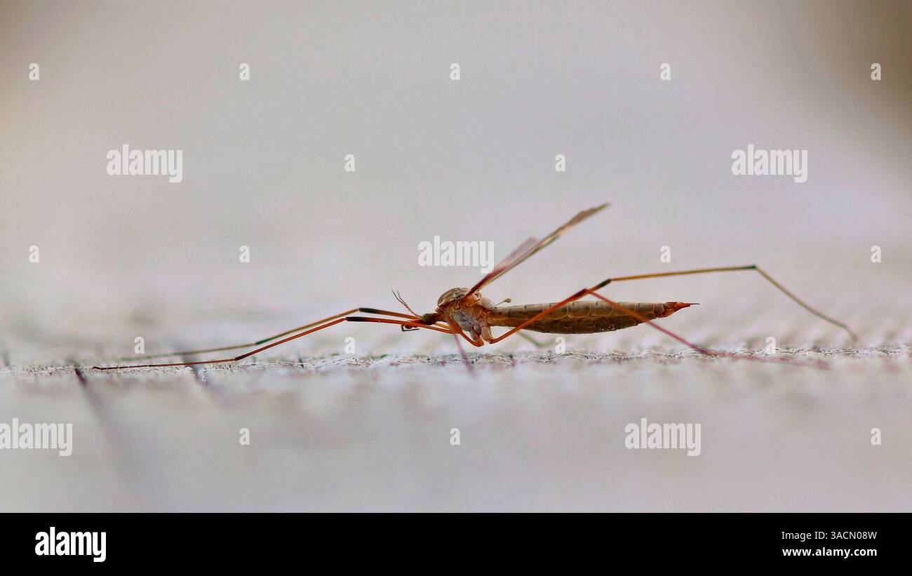 Long legged flying insects hi-res stock photography and images - Alamy