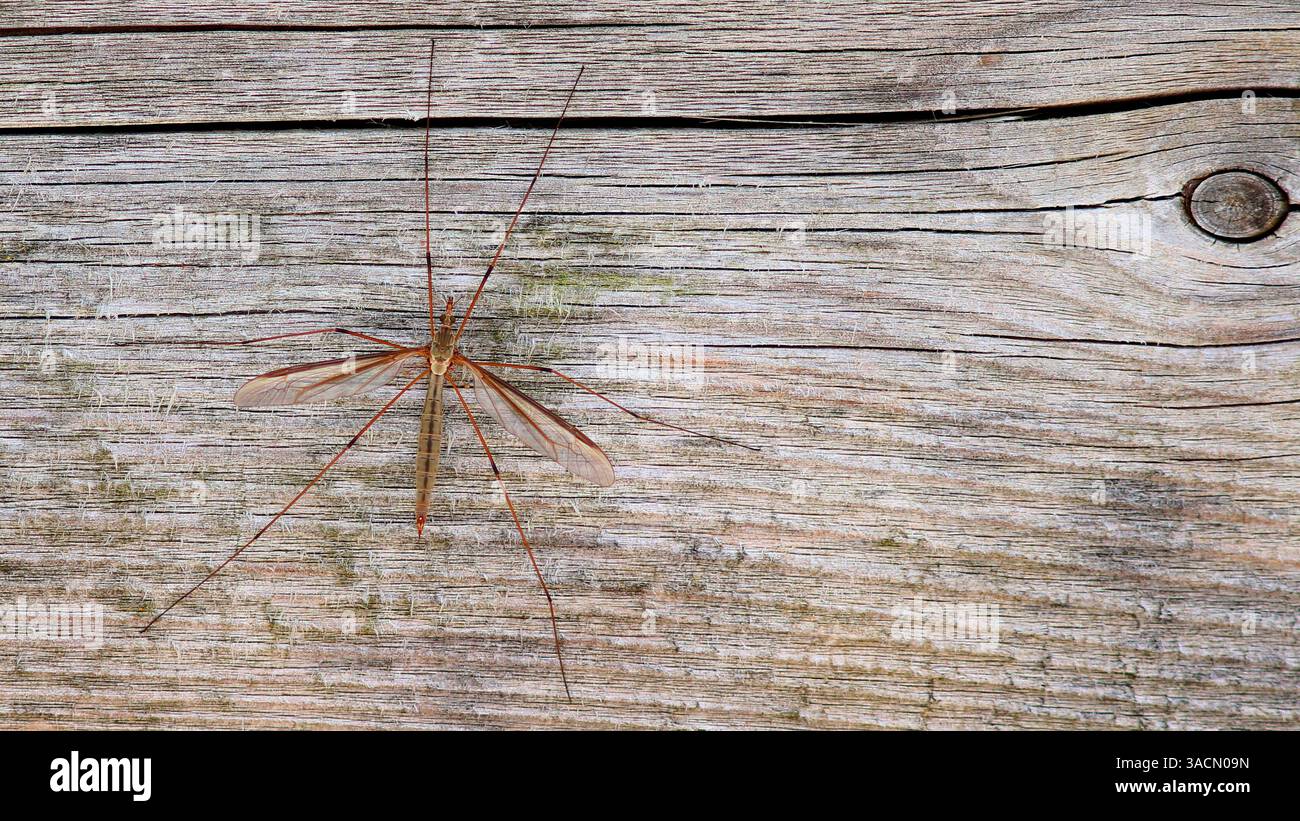 Long legged flying insects hi-res stock photography and images - Alamy