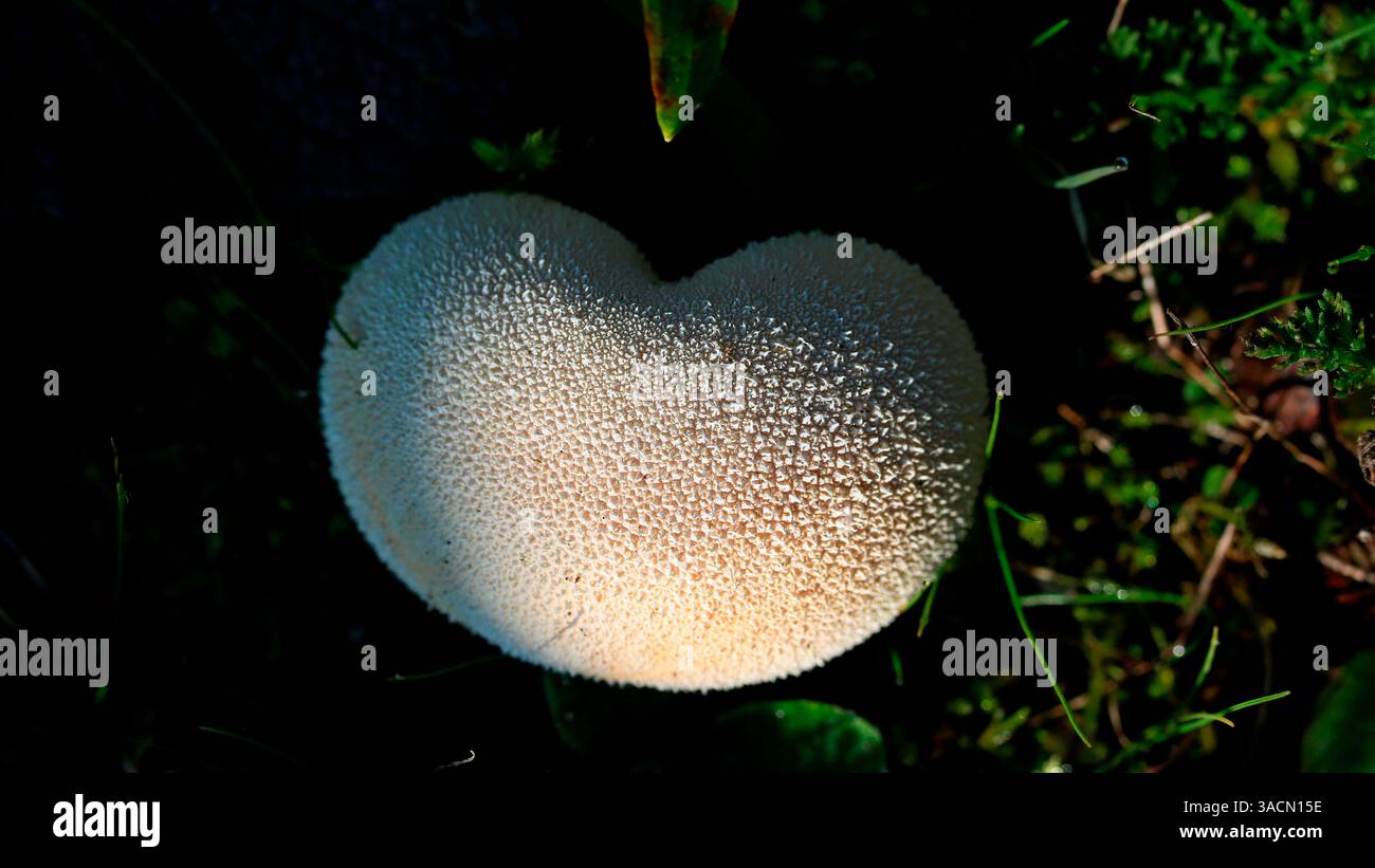 Fungal ball hi-res stock photography and images - Alamy