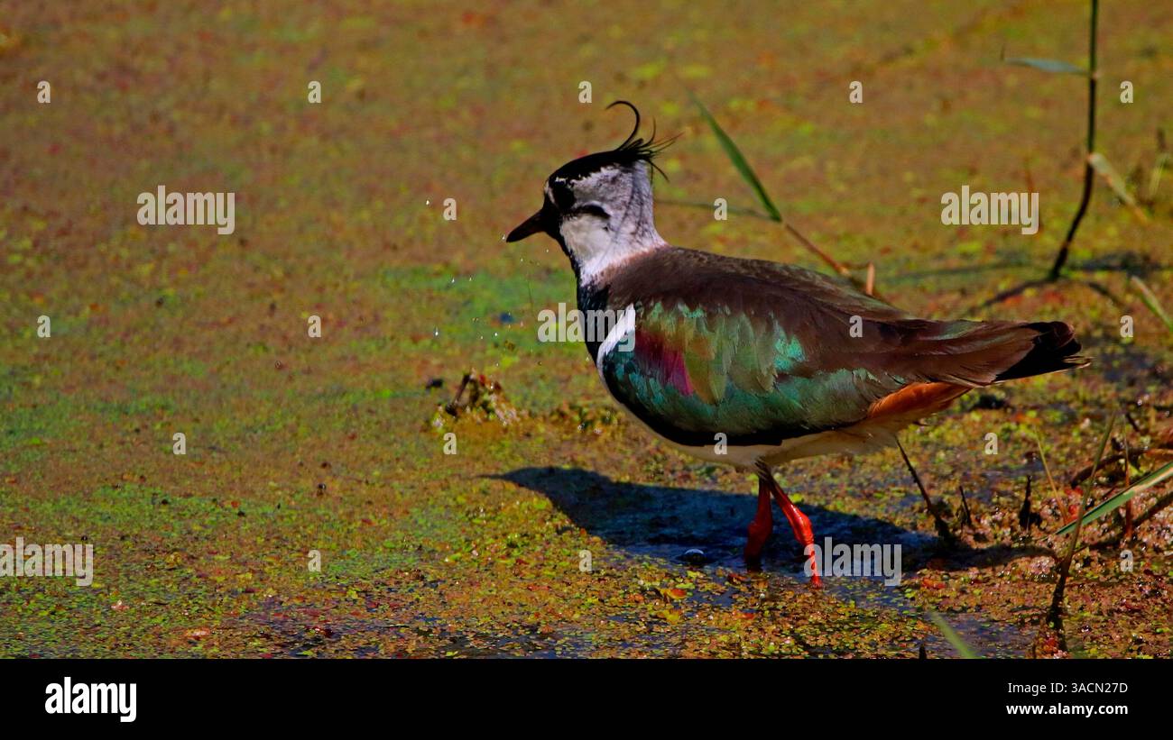 Lapwing vanellus breeding plumage hi-res stock photography and images ...