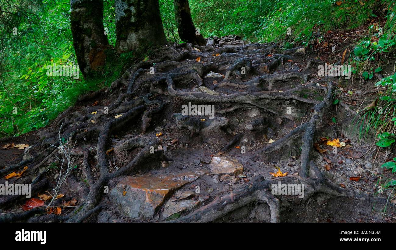 Wutachschlucht, wutach, lotenbachklamm, gorge, bonndorf, boll ...