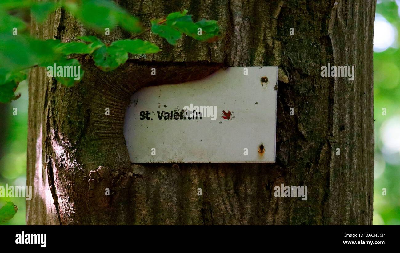 tree, tree growth, tree trunk, branch, shield, callus, callus bulge ...