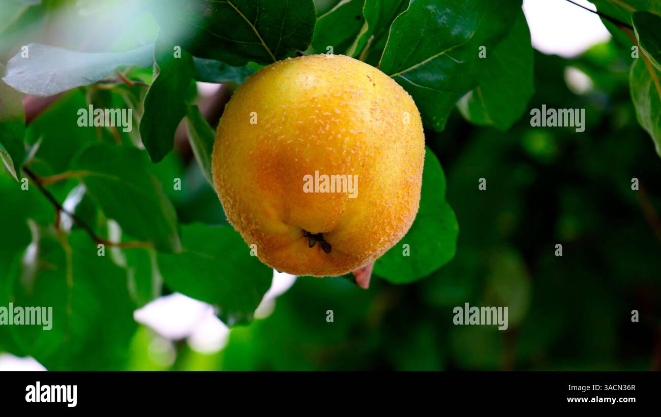 quince, quince tree Stock Photo - Alamy