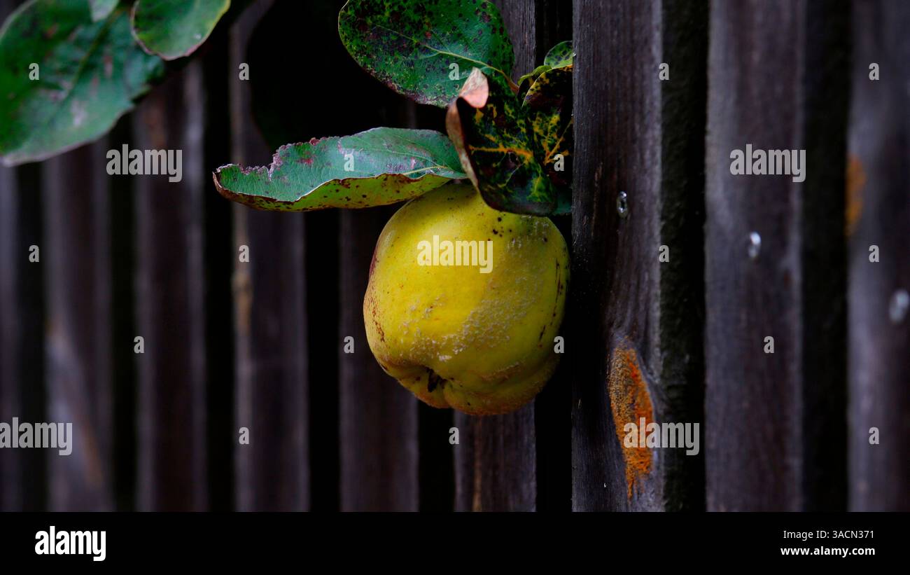 quince, quince tree Stock Photo - Alamy