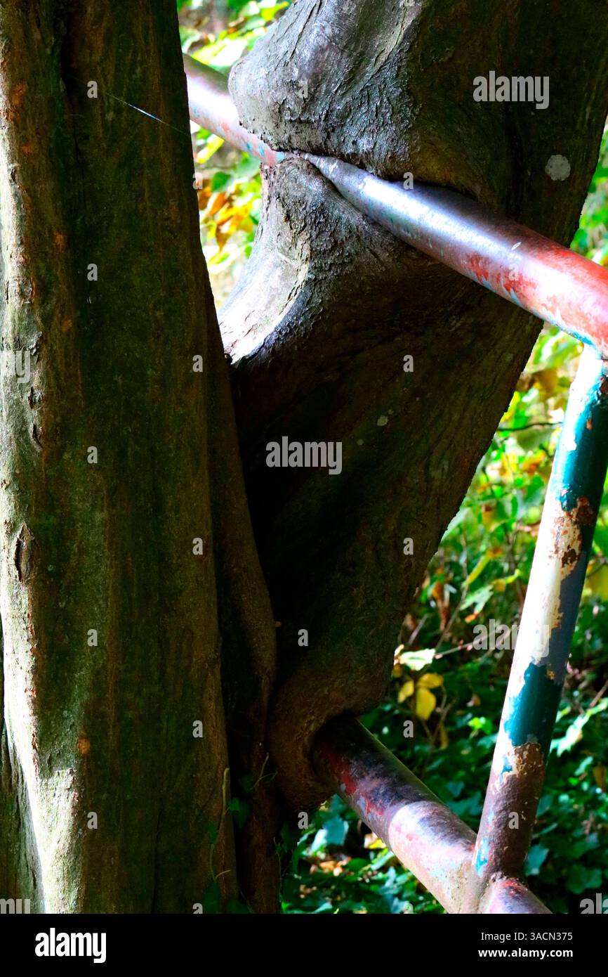 tree, tree growth, tree trunk, branch, shield, callus, callus bulge ...