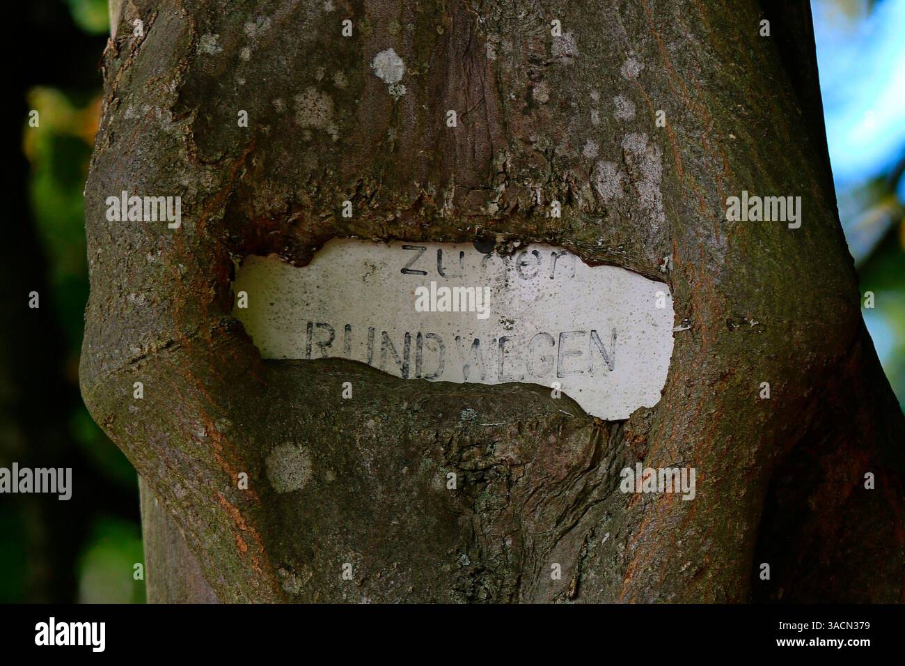 tree, tree growth, tree trunk, branch, shield, callus, callus bulge ...