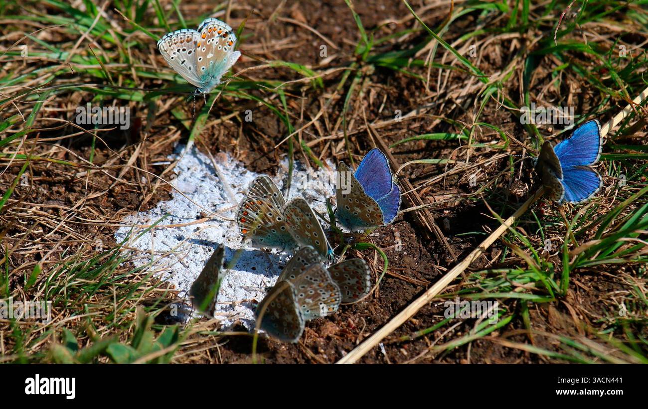 Winged butterfly male hi-res stock photography and images - Alamy