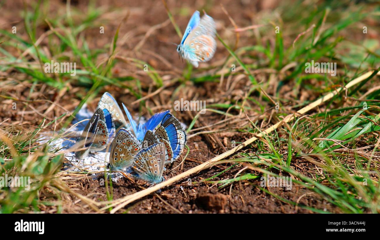 Winged butterfly male hi-res stock photography and images - Alamy