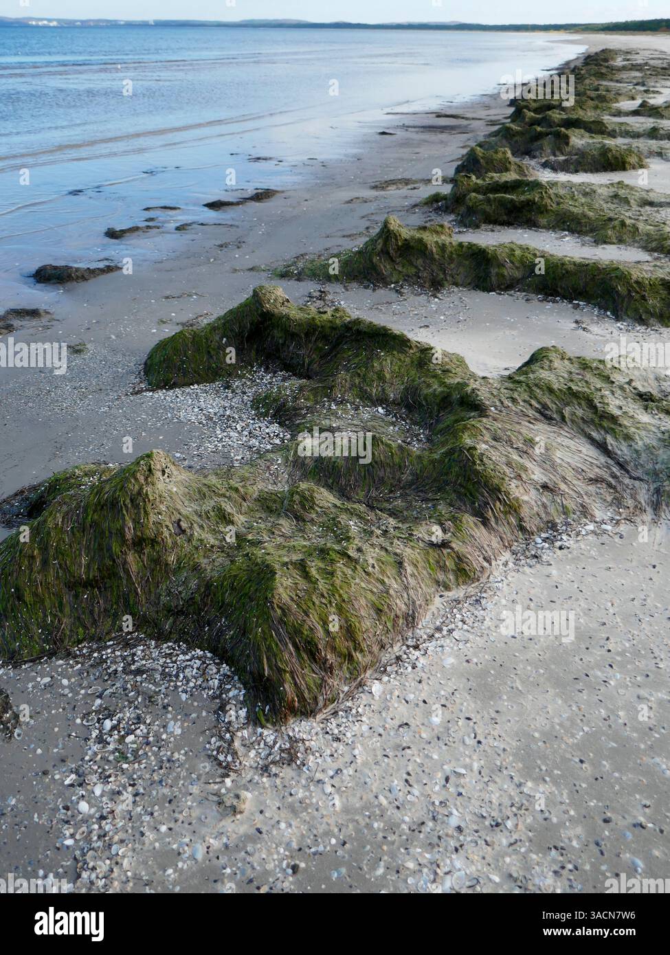 Old seaweed on the beach Stock Photo - Alamy