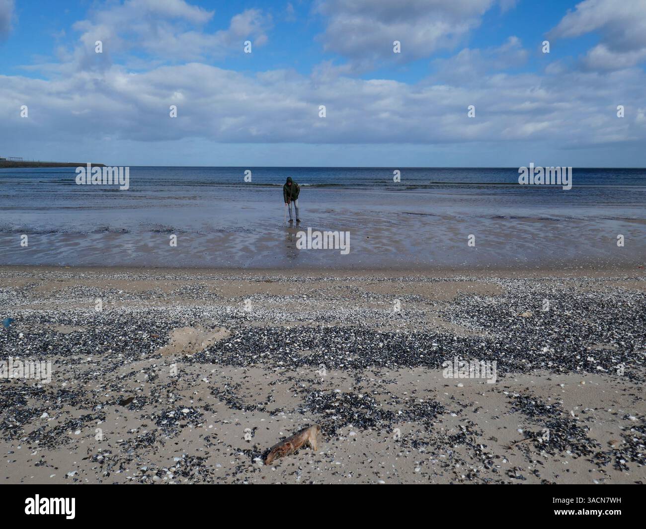 Amber hunters alone on the beach Stock Photo - Alamy