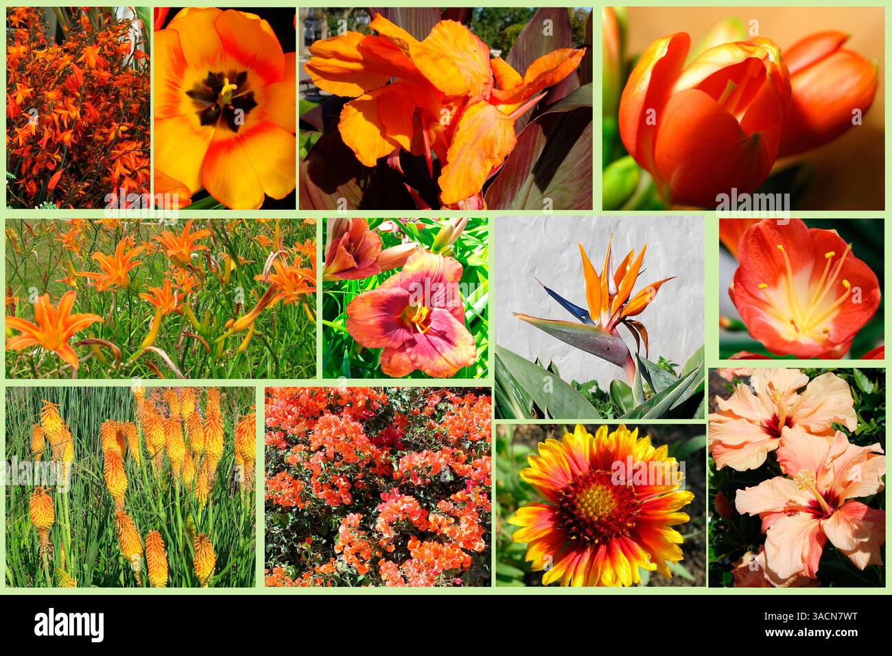 Orange flowers, collage Stock Photo - Alamy