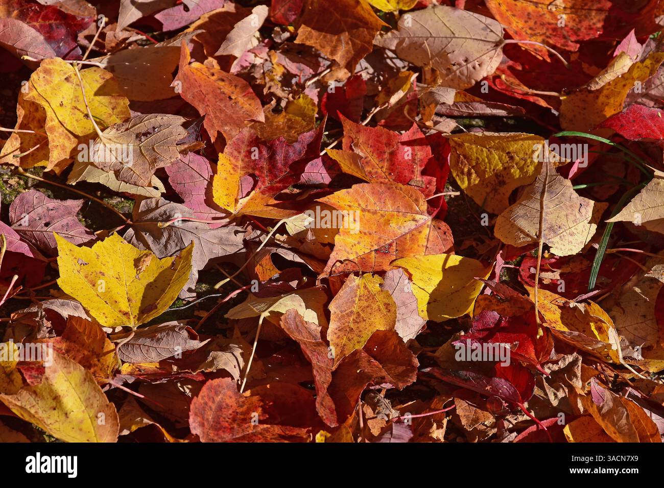 Colorful autumn foliage covers hi-res stock photography and images - Alamy
