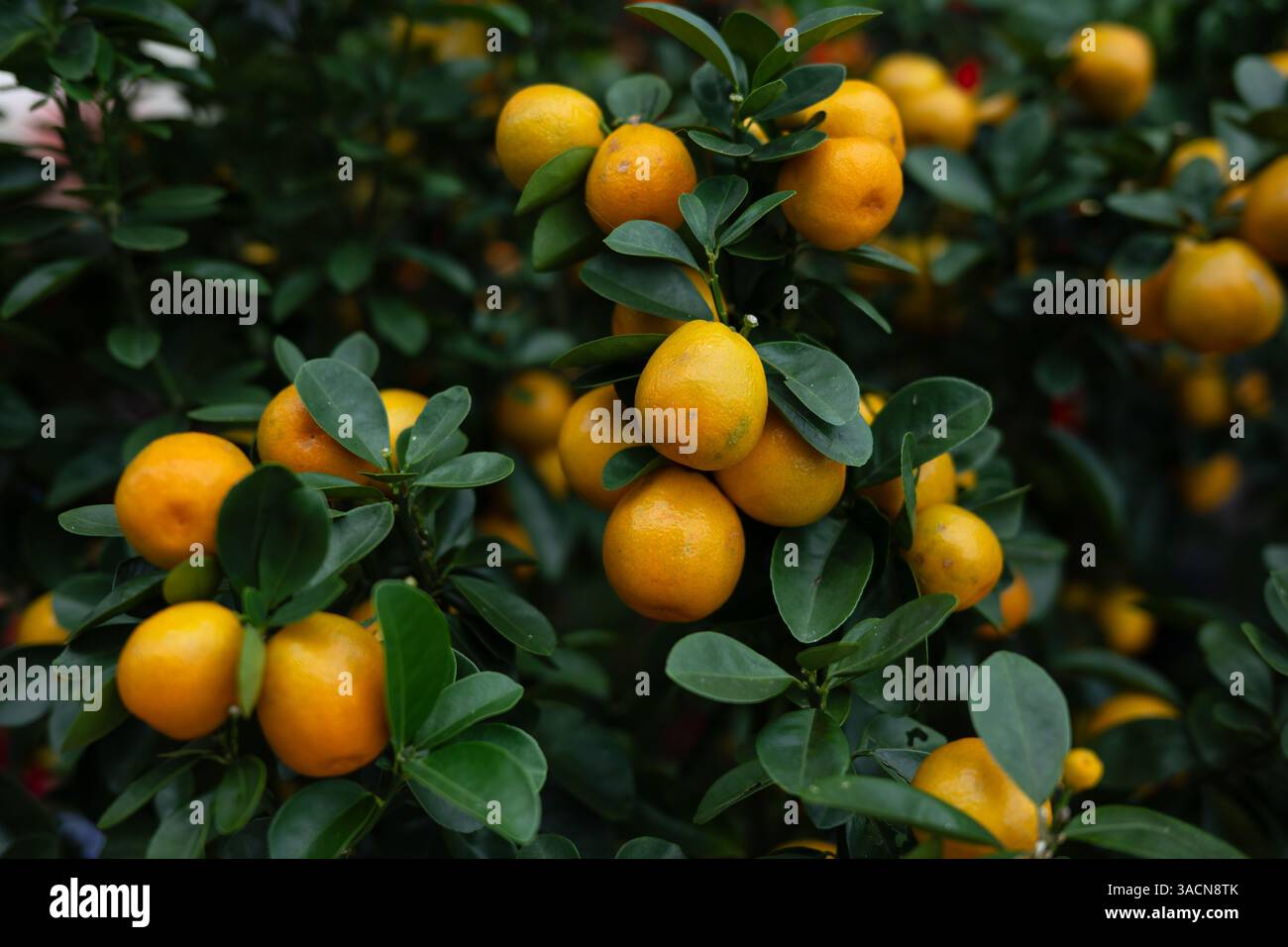 Close up look of Chinese Tangerines Stock Photo - Alamy