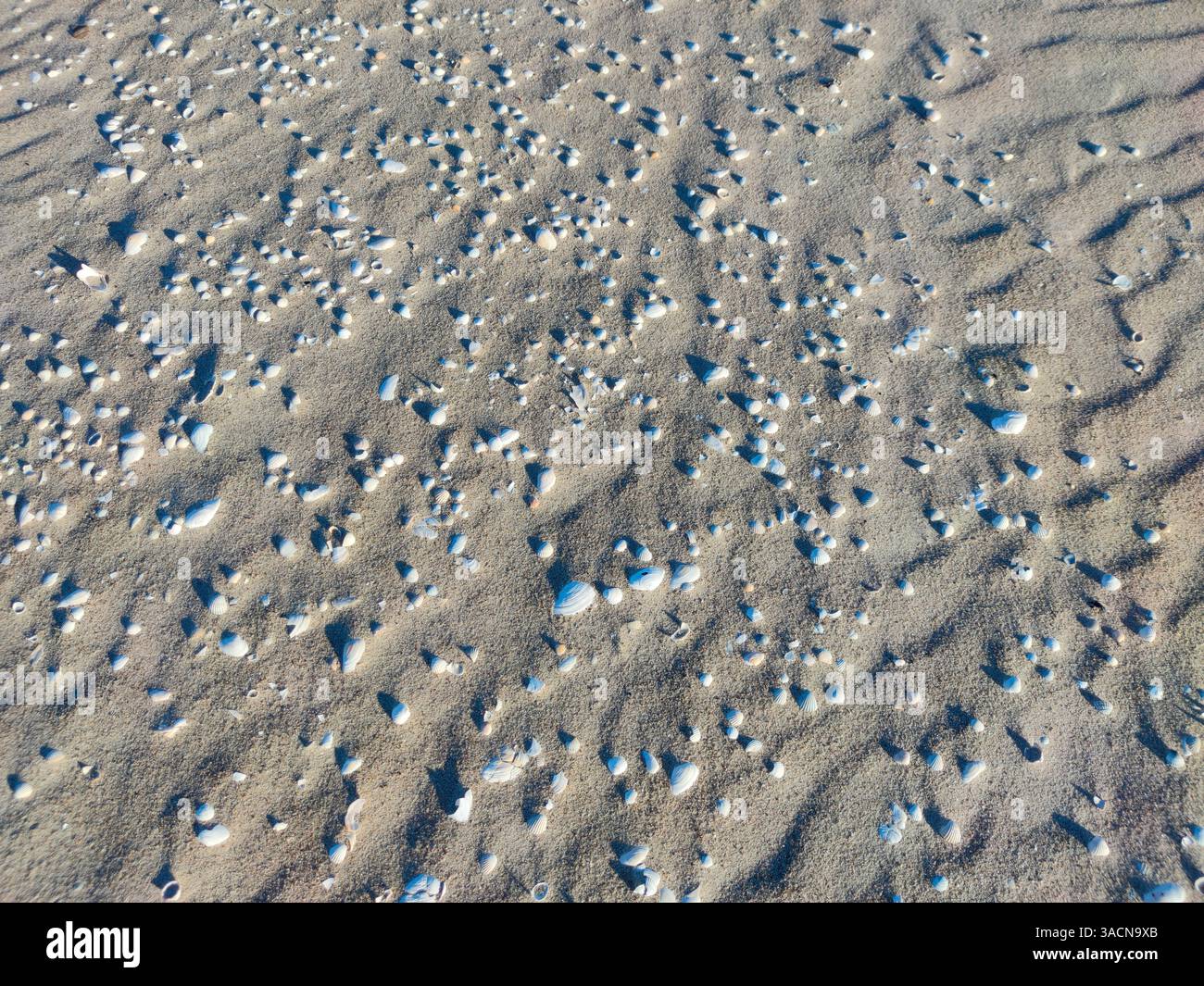 Beach with broken shells Stock Photo - Alamy
