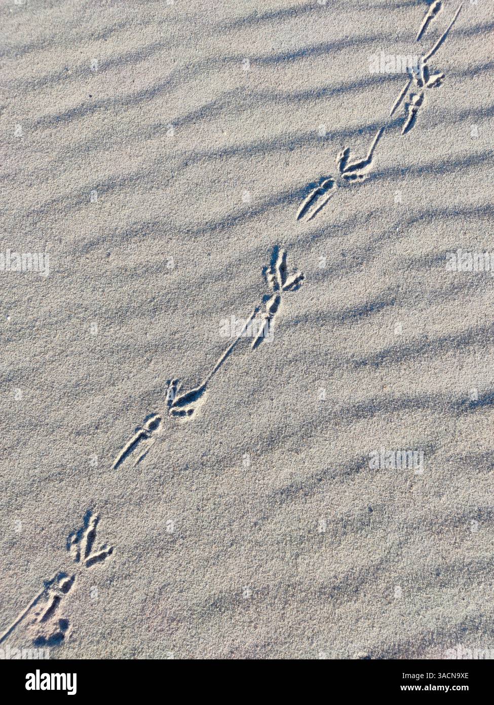 Sea drift bird hi-res stock photography and images - Alamy